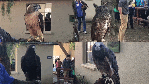 45 years later, California Raptor Center remains hidden gem for injured ...