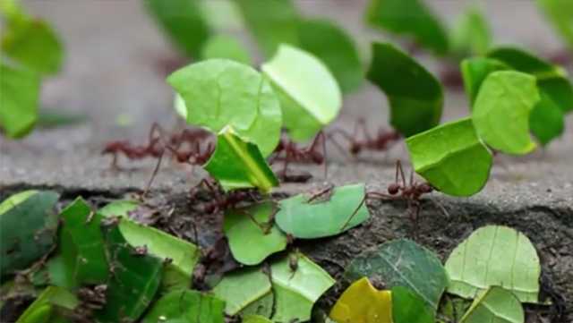 Rare species of ant discovered in Singapore