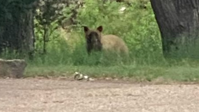 Rare black bear sighting at state park in Oklahoma Panhandle