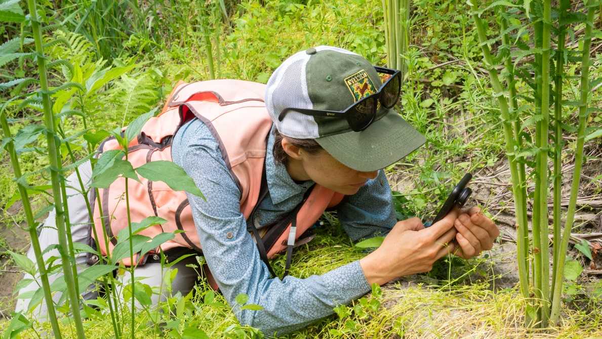 False Mermaid-Weed, thought extinct, rediscovered in Vermont