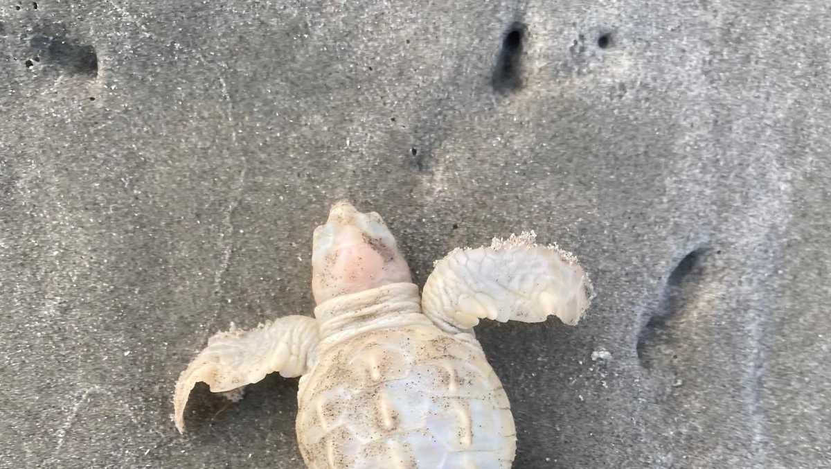 Rare white sea turtle found on Kiawah Island