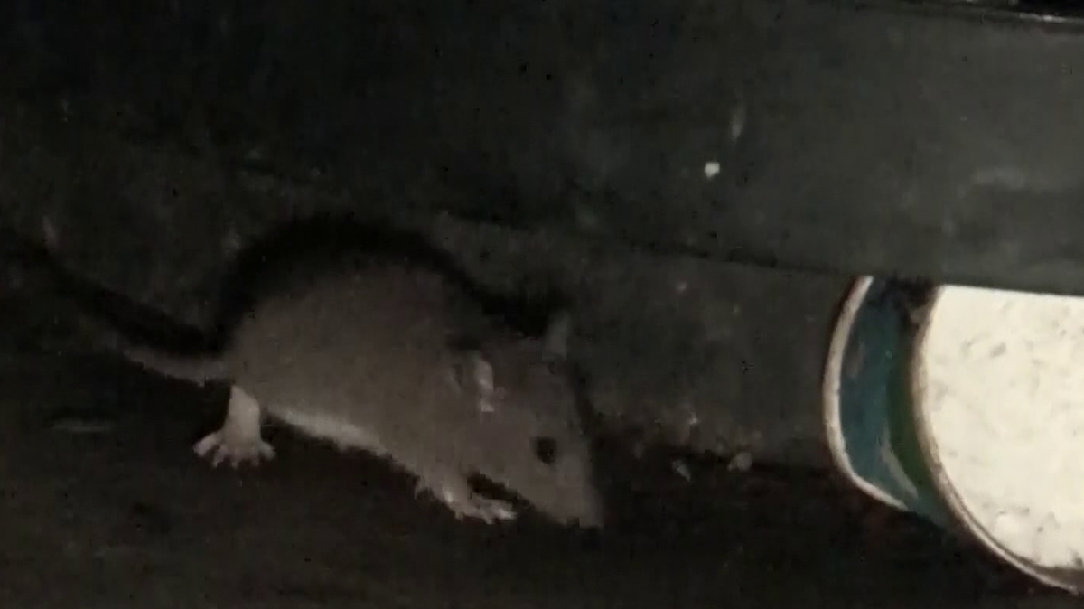 City leaders, residents declare war on Boston's booming rat population
