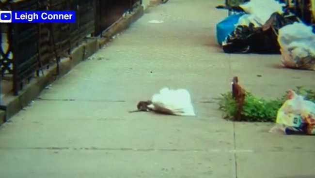Wild video: Rat drags full garbage bag in impressive show of strength