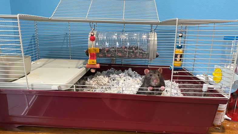 UW-Whitewater research rats adopted during pandemic