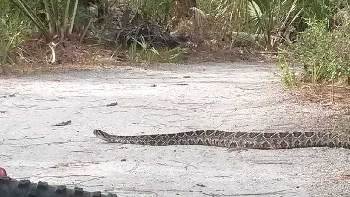 Pictures: Hunting Island visitor finds large rattlesnake