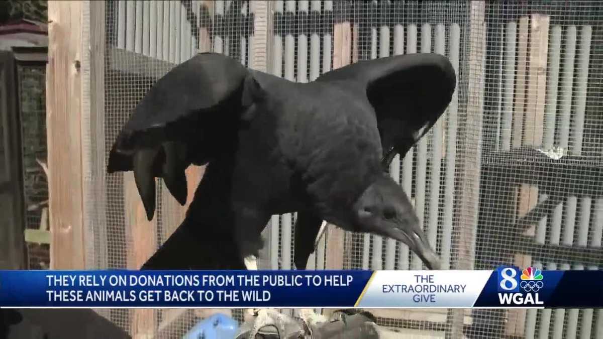 Extraordinary Giving to birds!