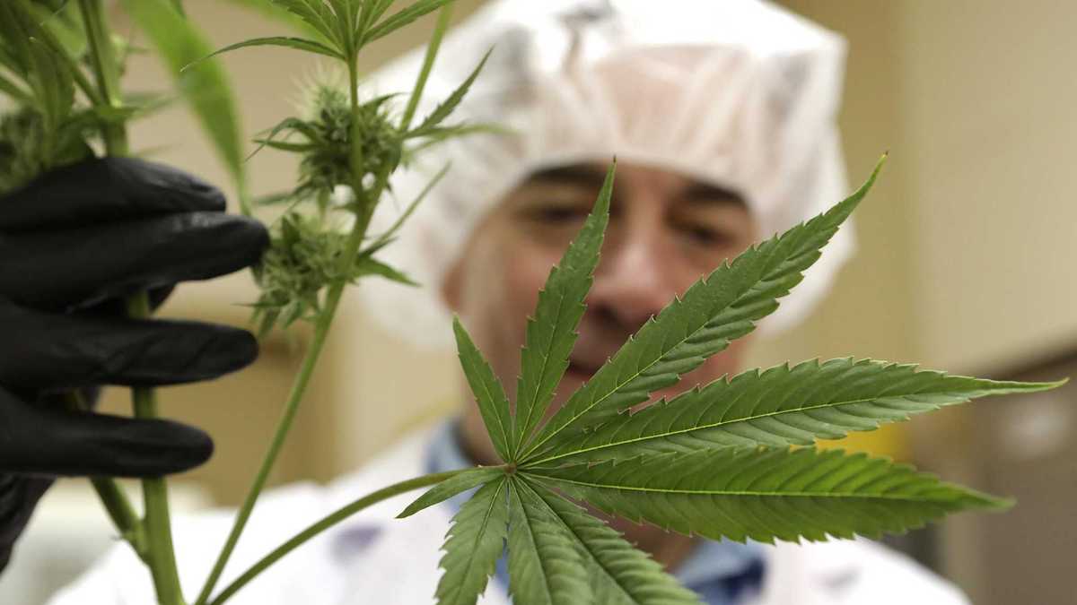 Six year old Girl Becomes First In Texas To Get Medical Marijuana Legally six-year-old-girl-becomes-first-in-texas-to-get-medical-marijuana-legally