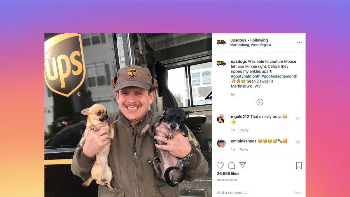 How a UPS driver used dogs on his route to make an Instagram account go ...