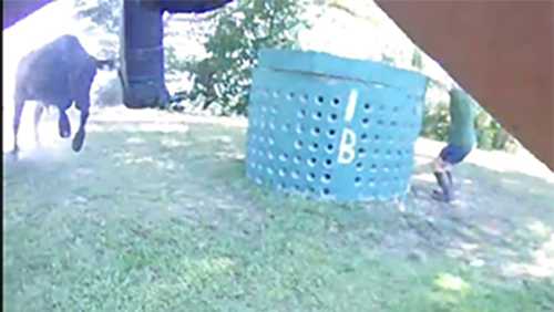 Escaped bull killed after causing 3-car crash on I-495, charging at ...