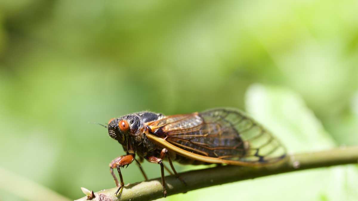 Photos: See the Brood X Cicadas emerging in Maryland