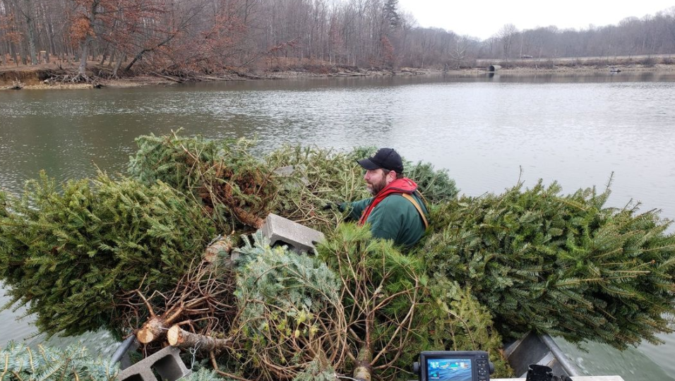 Hamilton County residents can compost Christmas trees, other holiday ...