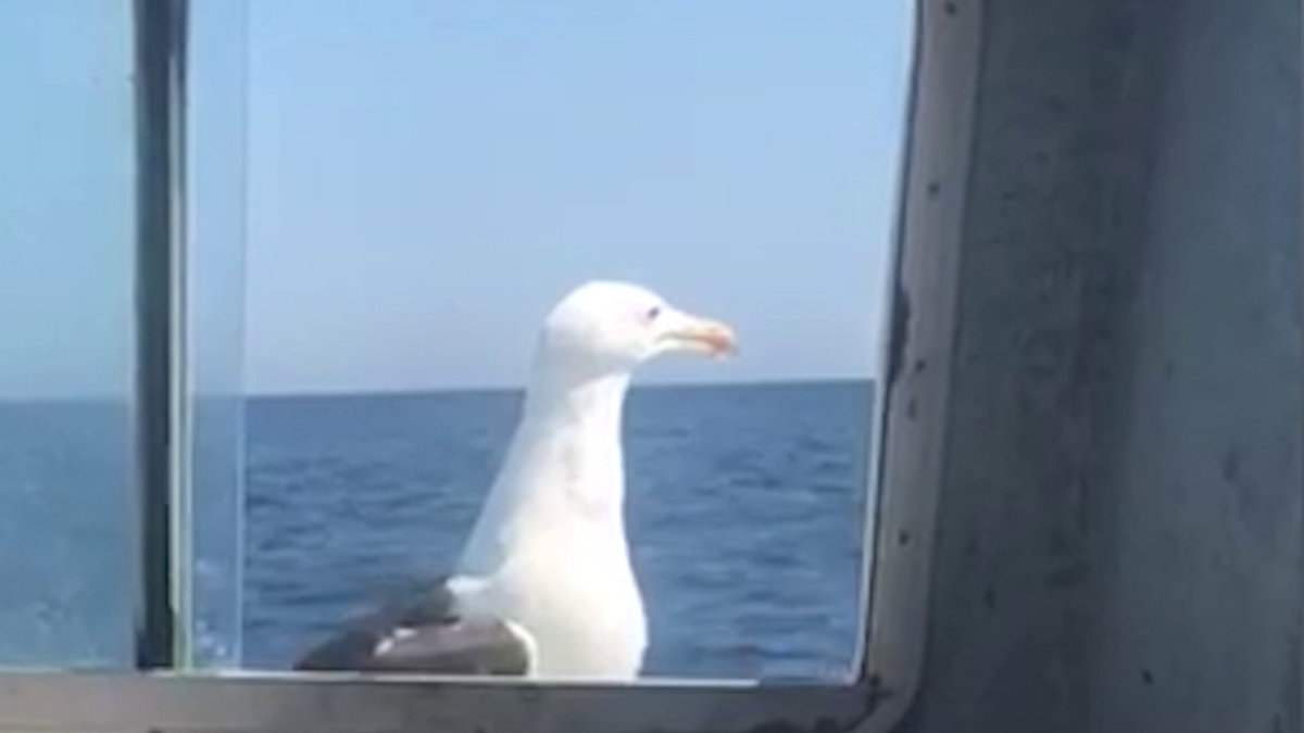 Lobster boat captain helps save gull that rode on his bow for 15 years