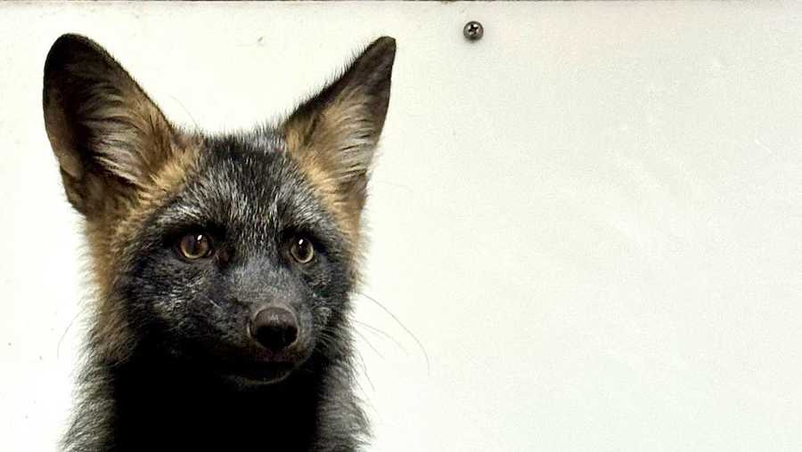 The Cincinnati Zoo has a new furry friend, a red fox