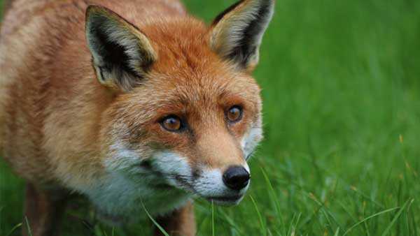 Red fox sparks ‘escaped money’ scare in Ohio city