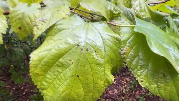 Red mulberry trees endangered in several states, with Ohio potentially ...