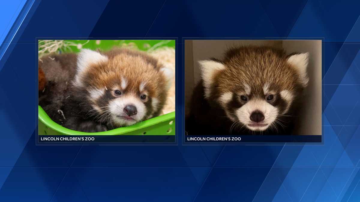 Lincoln zoo announces birth of twin red pandas