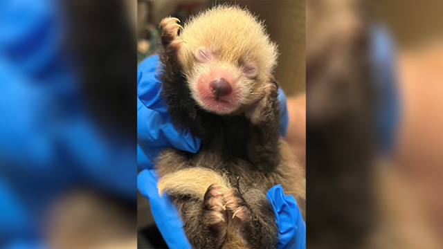 Endangered red panda cub born at Oklahoma City Zoo