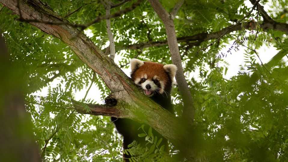 Missing red panda from Columbus Zoo found safe