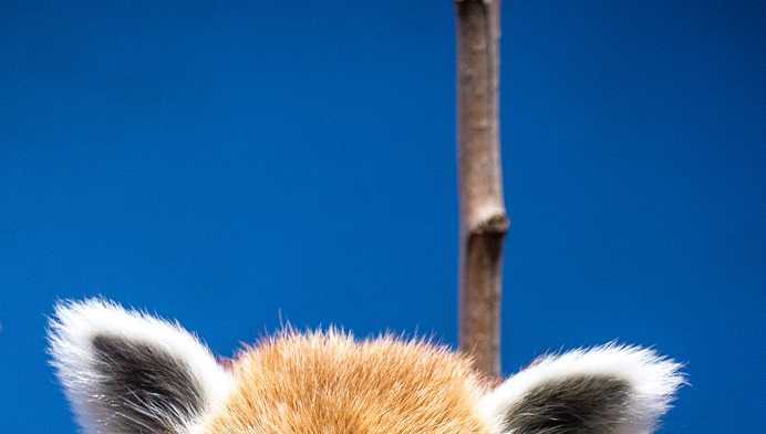 Birmingham Zoo: Male red panda named Parker has died
