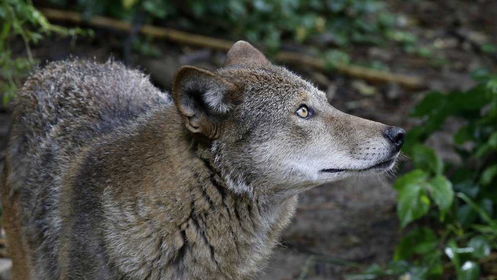 NC Governor urges action as red wolves court battle reignites