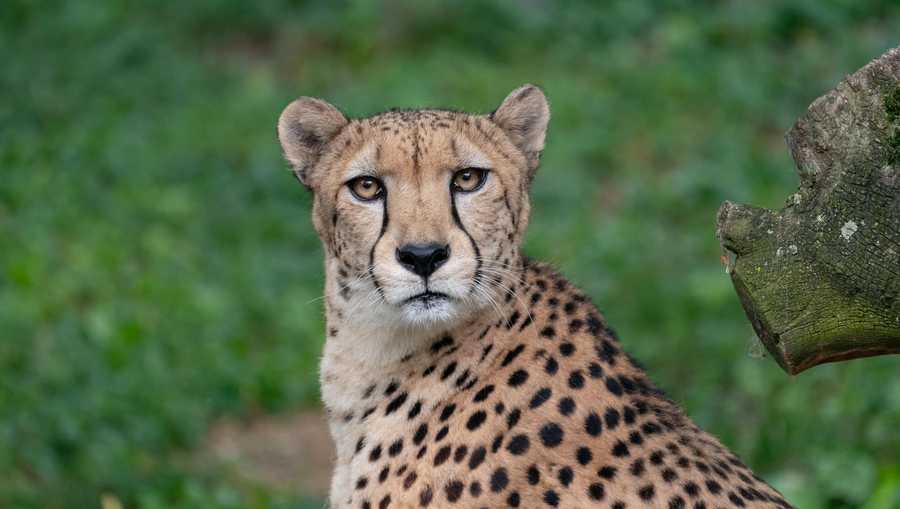 Cincinnati Zoo announces death of Redd the cheetah