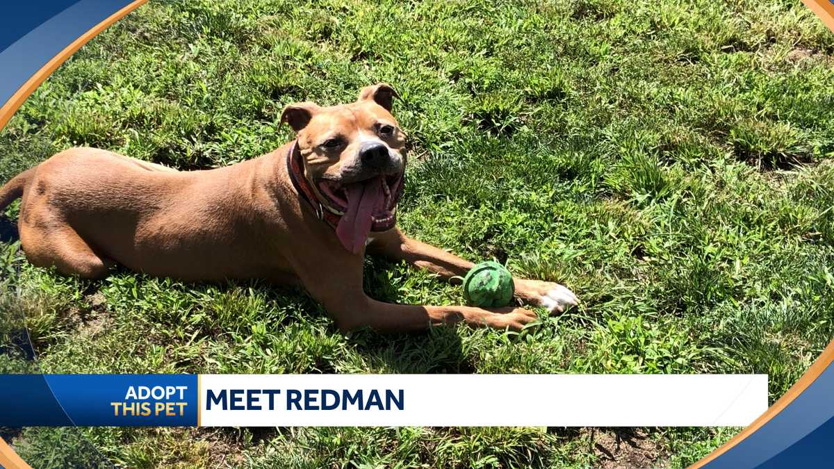 8-year-old Redman is a Pitbull mix looking for a new home