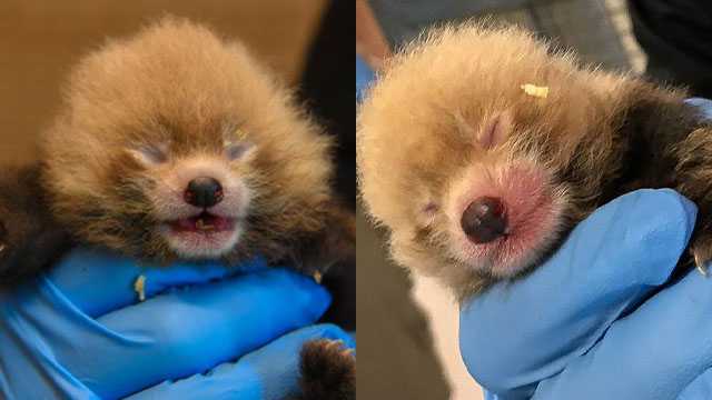 It's a boy and a girl! OKC Zoo announces birth of red panda cubs