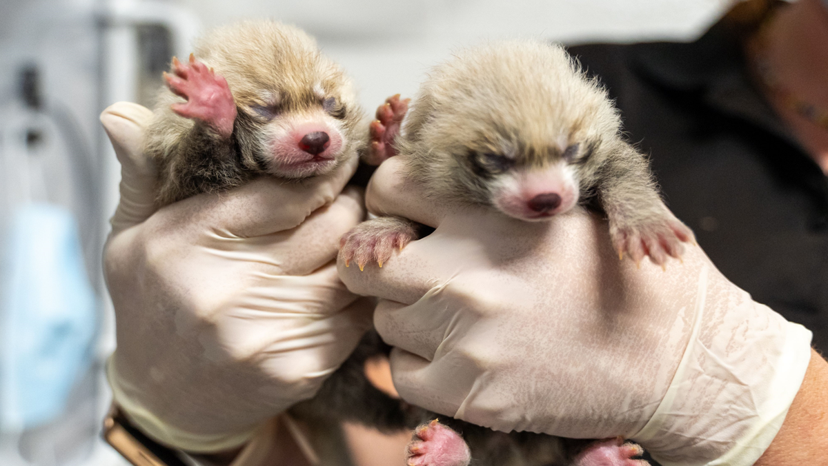Greensboro Science Center announces birth of twin red panda cubs