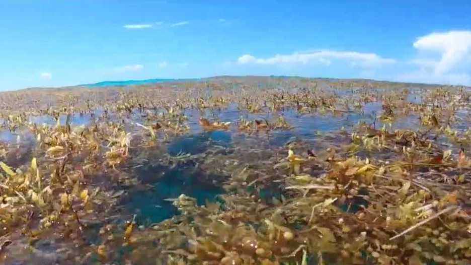 UCF researchers studying ways to combat red tide blooms