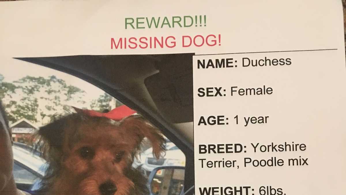 Lost and Found Pets in the WXII 12 Community