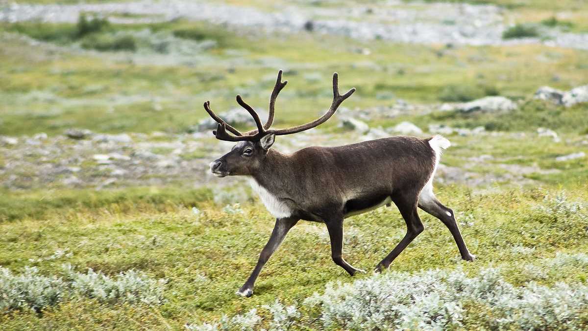 Eskimo village hopes to sell reindeer meat across US