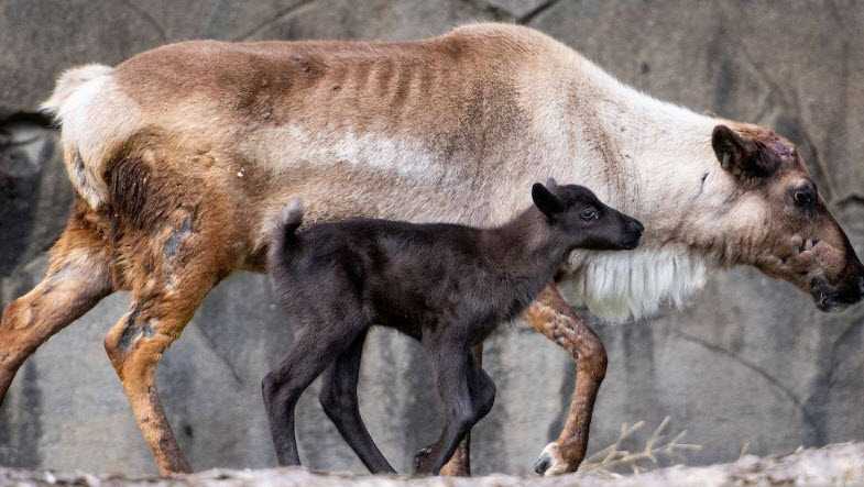 Ohio zoo welcomes baby reindeer