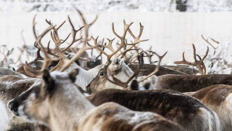 Reindeer are going hungry in Sweden because of climate change, herders say