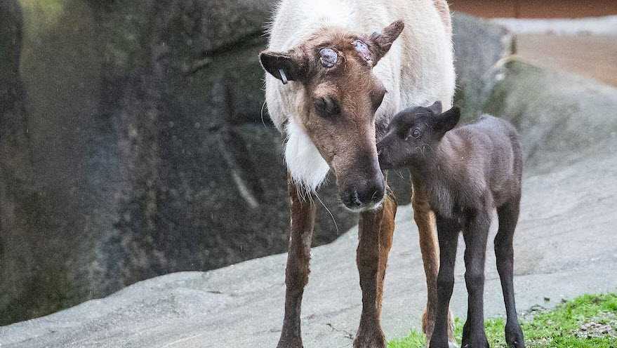 Ohio zoo welcomes baby reindeer calf