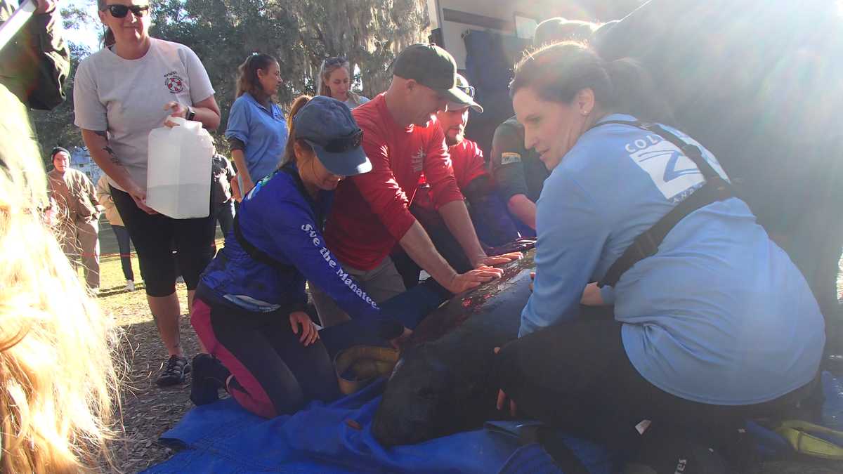 Photo Gallery: Manatees released in Florida