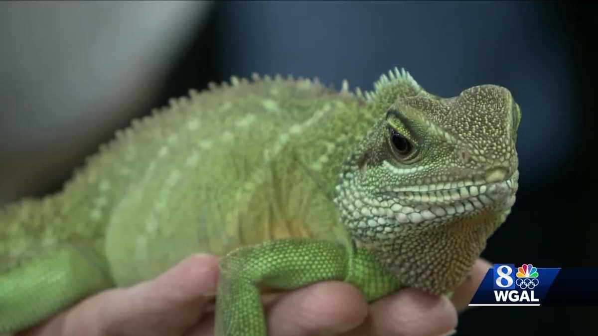 Conquer your fear of reptiles at the 'Reptile Invasion' in Lancsater, Pa.