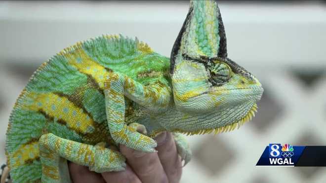 Reptile Invasion came to Lancaster