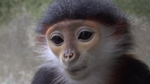 Meet the adorable residents at the Endangered Primate Rescue Center