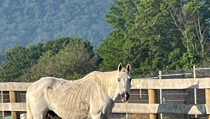 Speranza Animal Rescue taking care of over 100 animals rescued Friday night