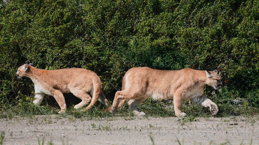 Orphaned cougars now being cared for by Parc Safari