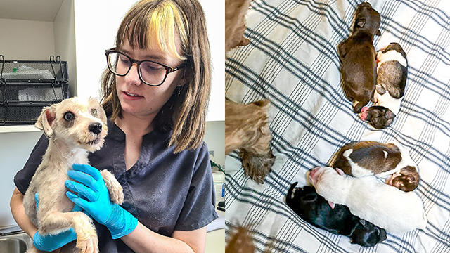 Dog rescued from U-Haul in OKC parking lot gives birth to puppies