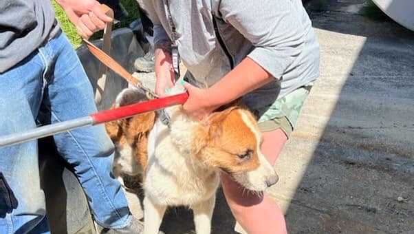 Dog missing for 10 days rescued from pipe in New Hampshire