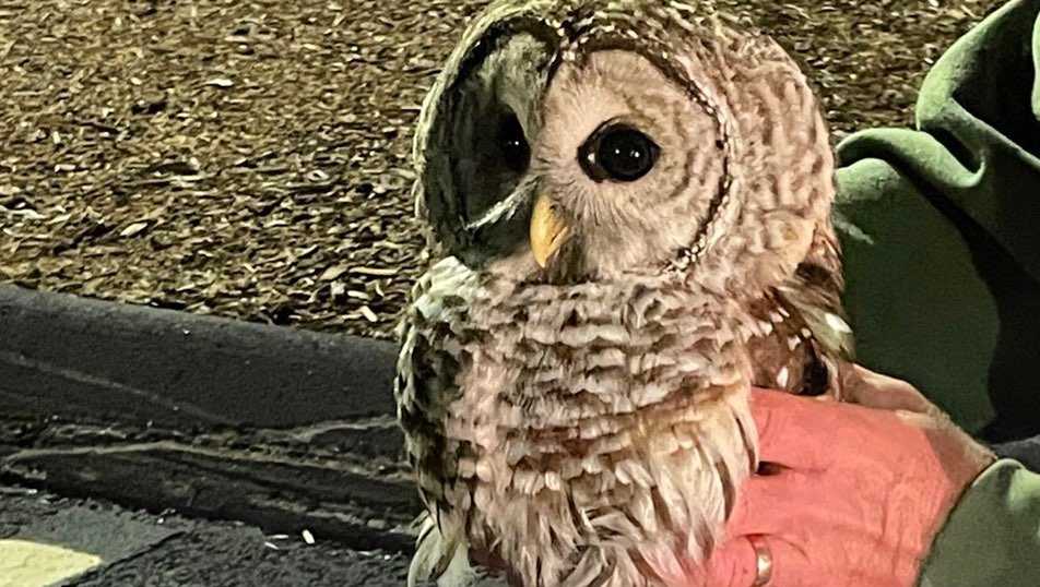 Injured owl on road to recovery thanks to help from police, bystanders