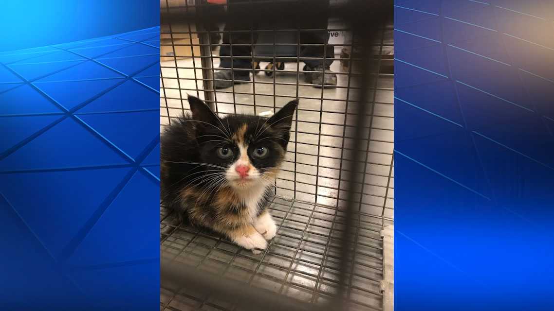 Kitten rescued from sewer drain in East Liberty