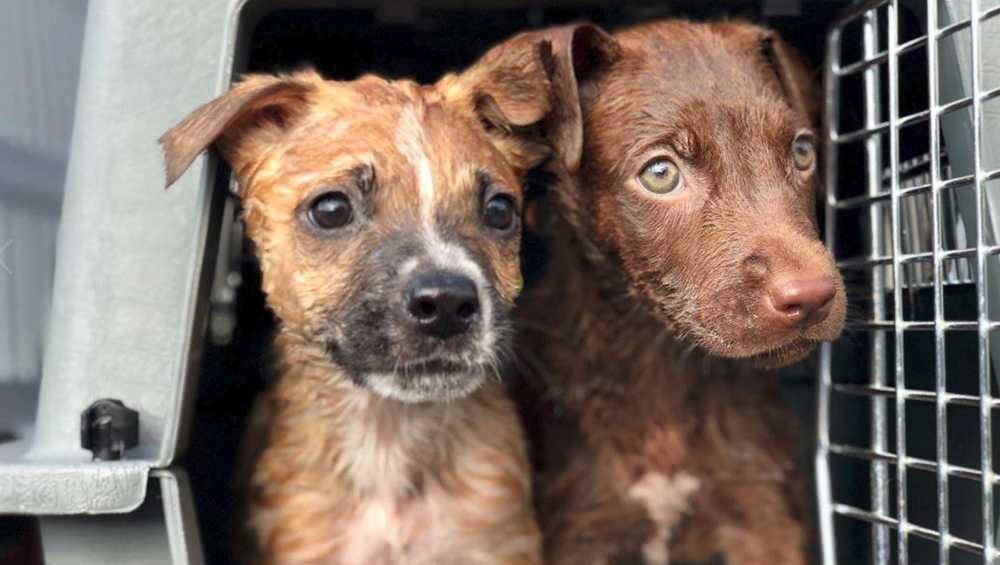 Donations help relocate dozens of rescued pets from Greenville to Wisconsin