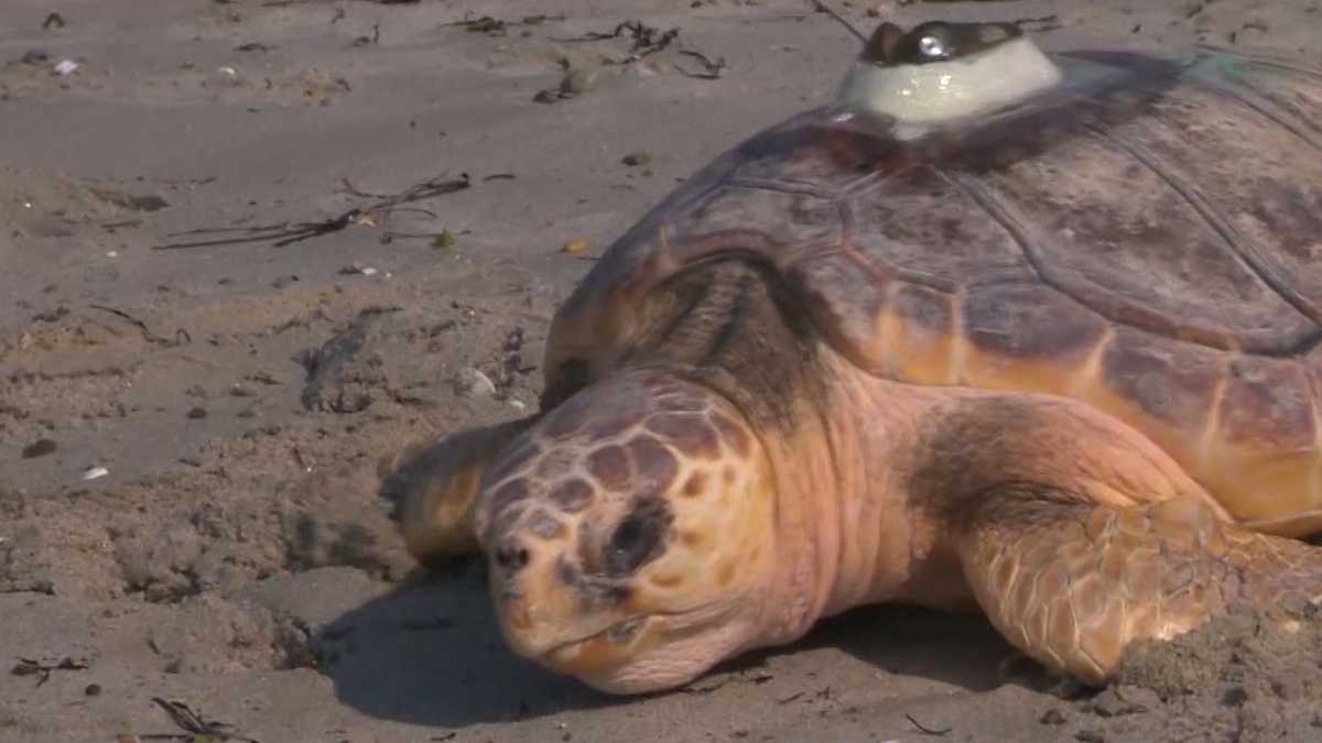 Rehabilitated turtles returned to ocean off Cape Cod