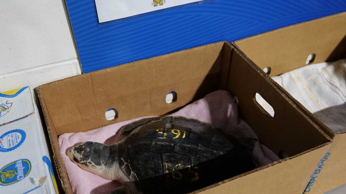 17 rescued, endangered sea turtles flown to Georgia to be released