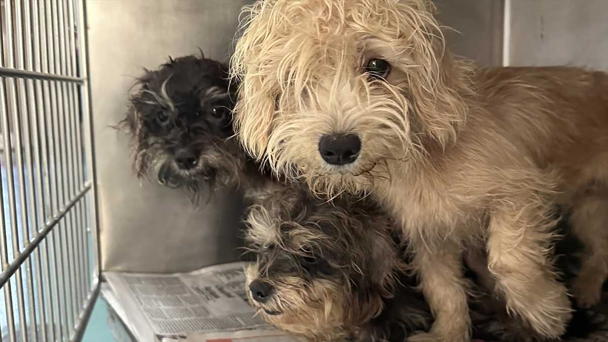 Death investigation leads to discovery of 17 neglected yorkies