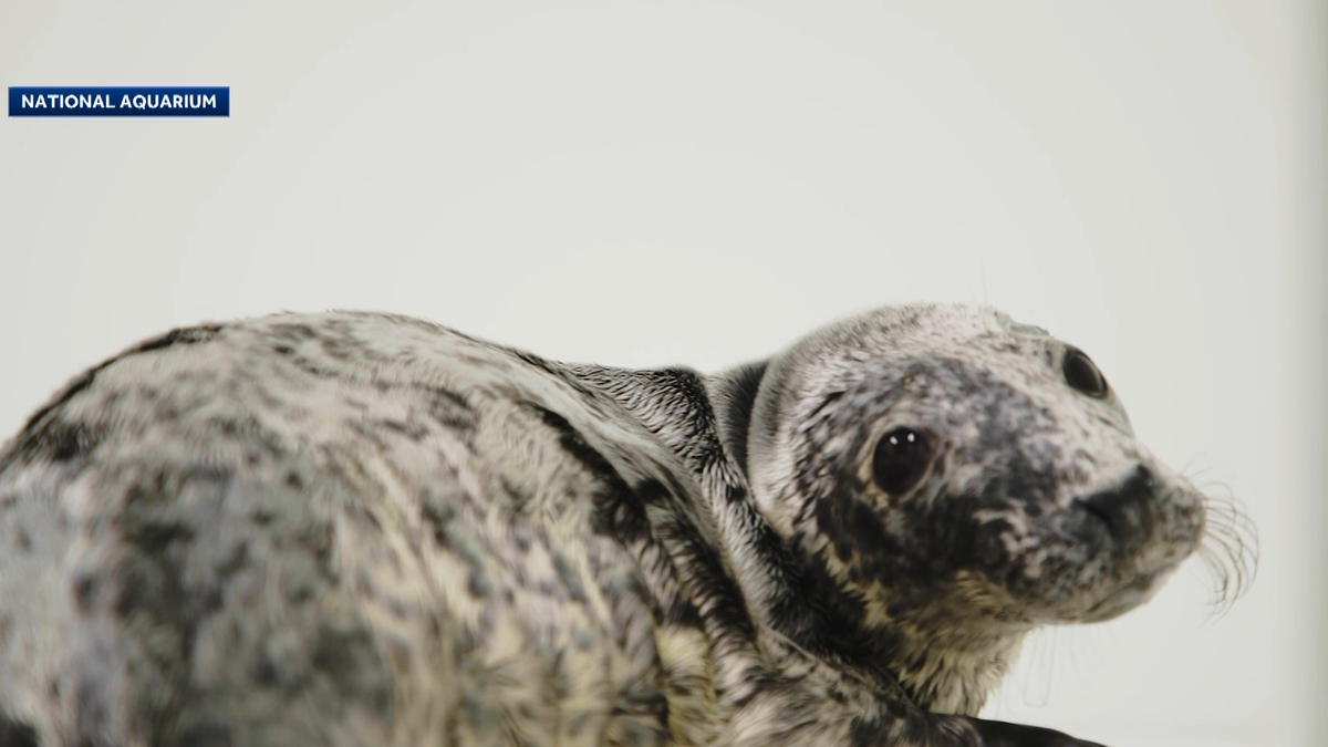 Aquarium's new rescue program helps quicker recovery