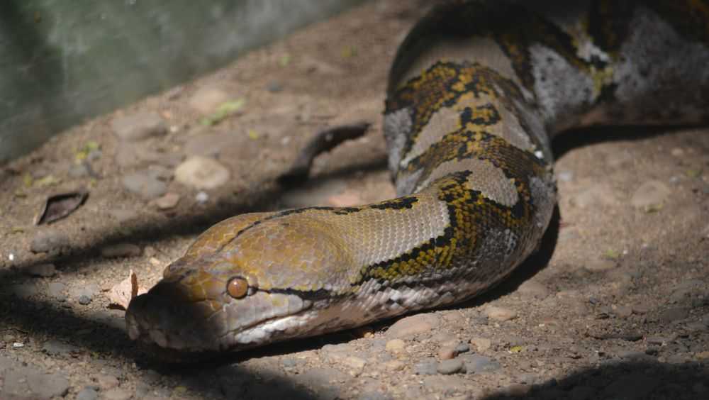 Morgantown police searching for 15-foot long python